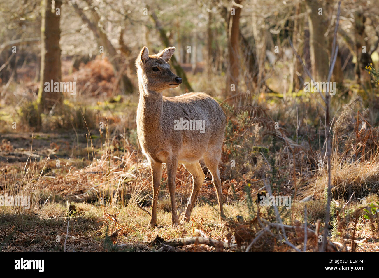 Japanese sika deer cervus nippon hind female wild in dorset hi-res ...