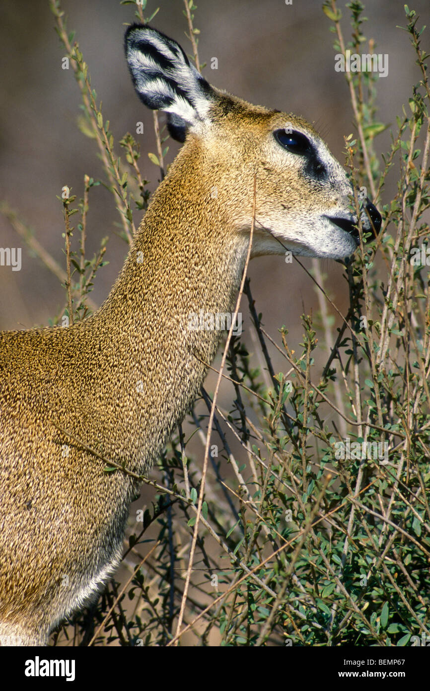 African Klipspringer