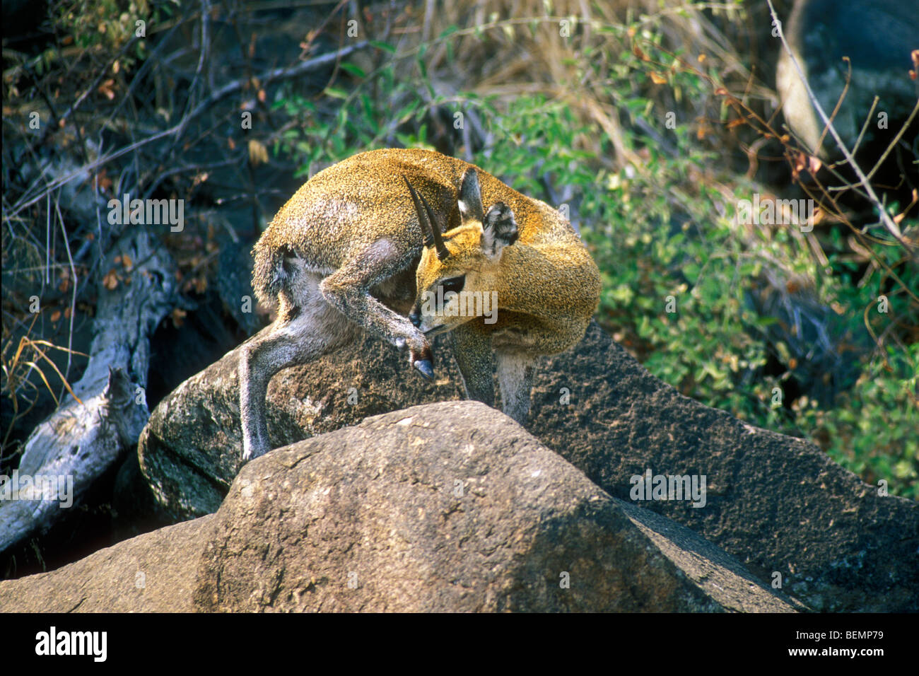 Klipspringer antelope (Oreotragus oreotragus) on rock of koppie ...