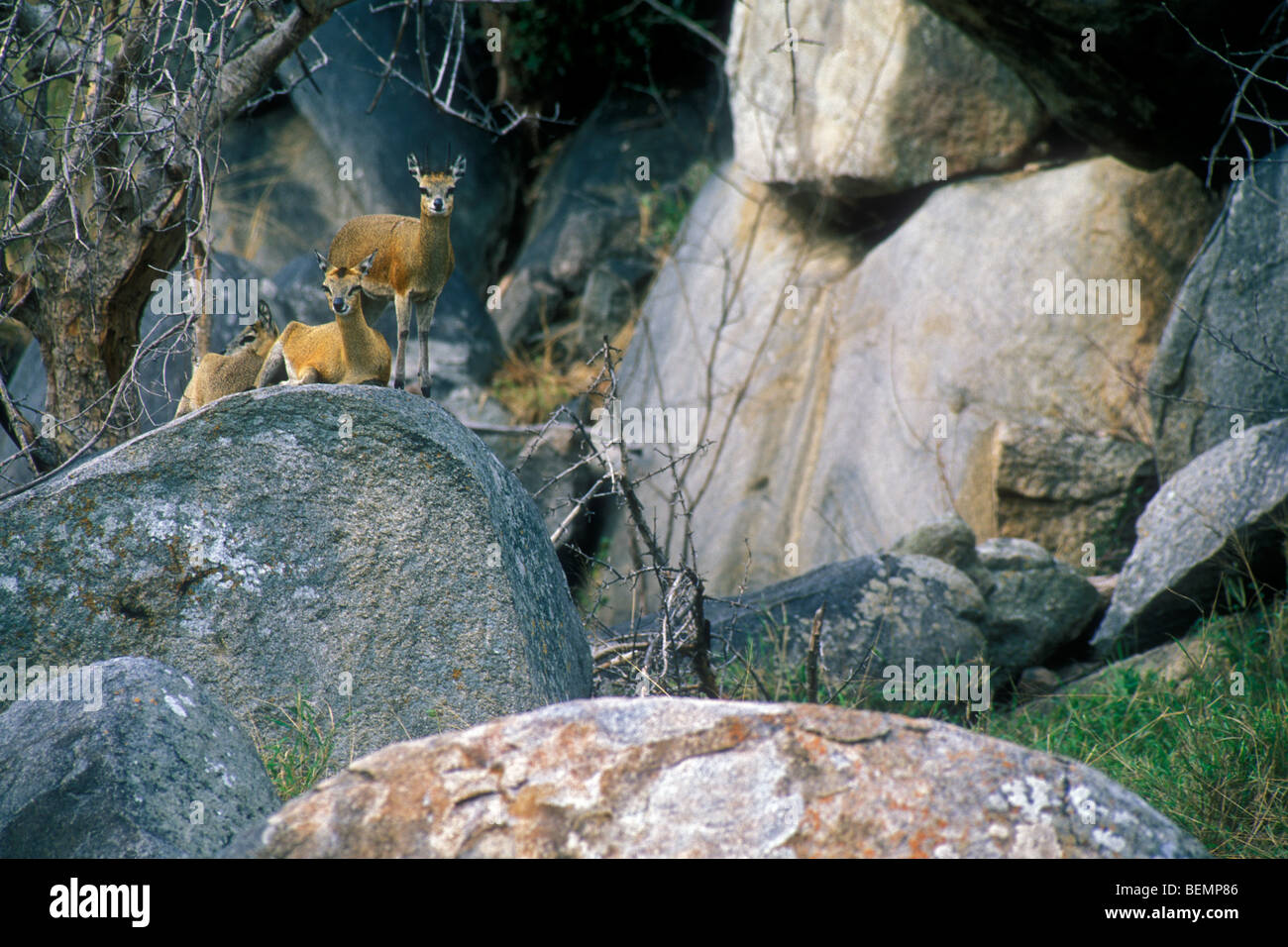 Klipspringers oreotragus oreotragus hi-res stock photography and images ...