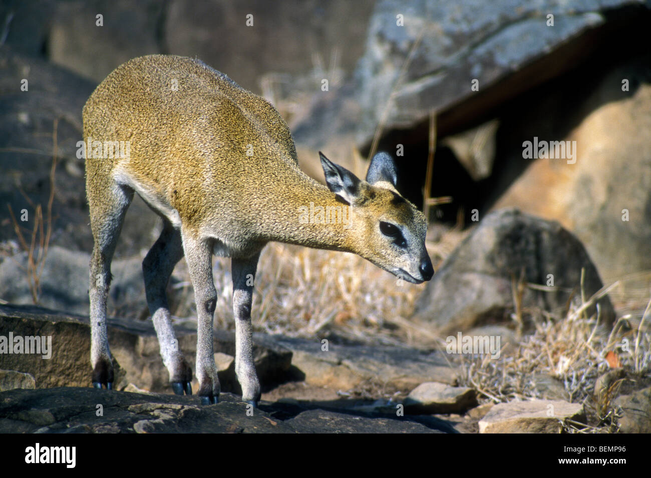 Klipspringer antelope (Oreotragus oreotragus) foraging amongst rocks of ...
