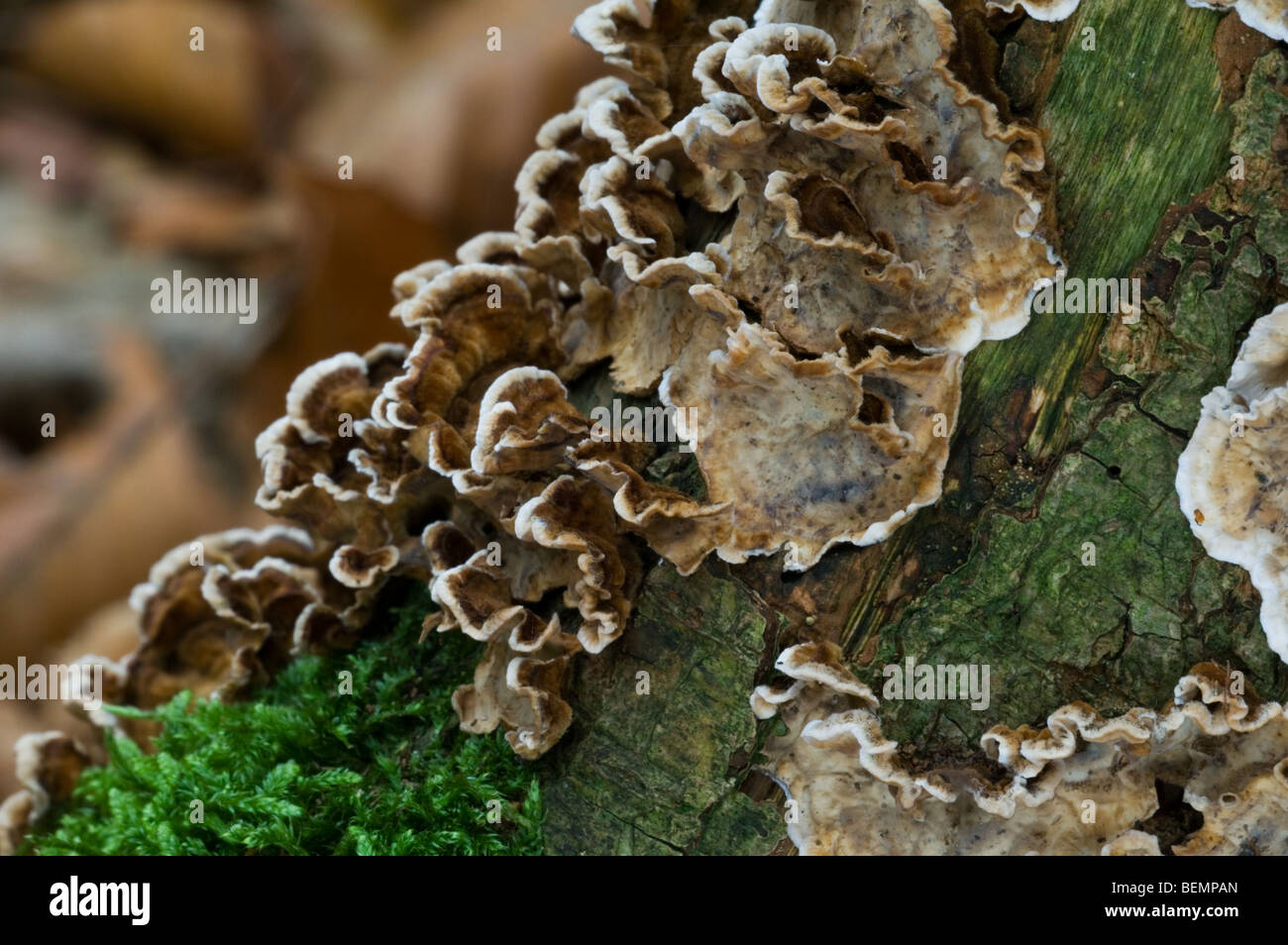 Bleeding oak crust (Stereum gausapatum) on tree stump Stock Photo - Alamy