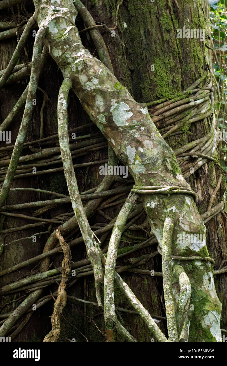 Roots of strangler fig (Moraceae) creeping around tree trunk in cloud ...