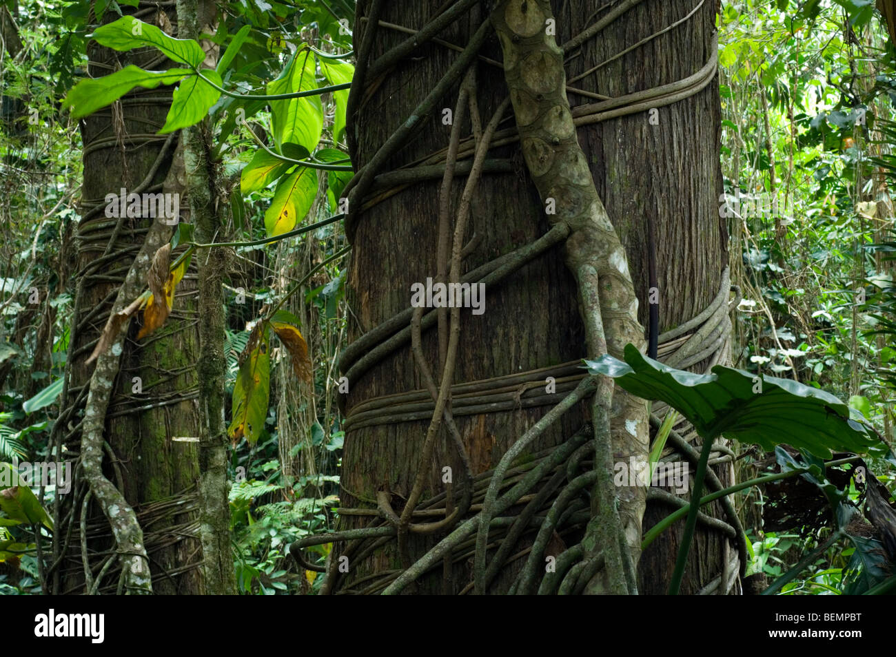 Roots of strangler fig (Moraceae) creeping around tree trunk in cloud ...