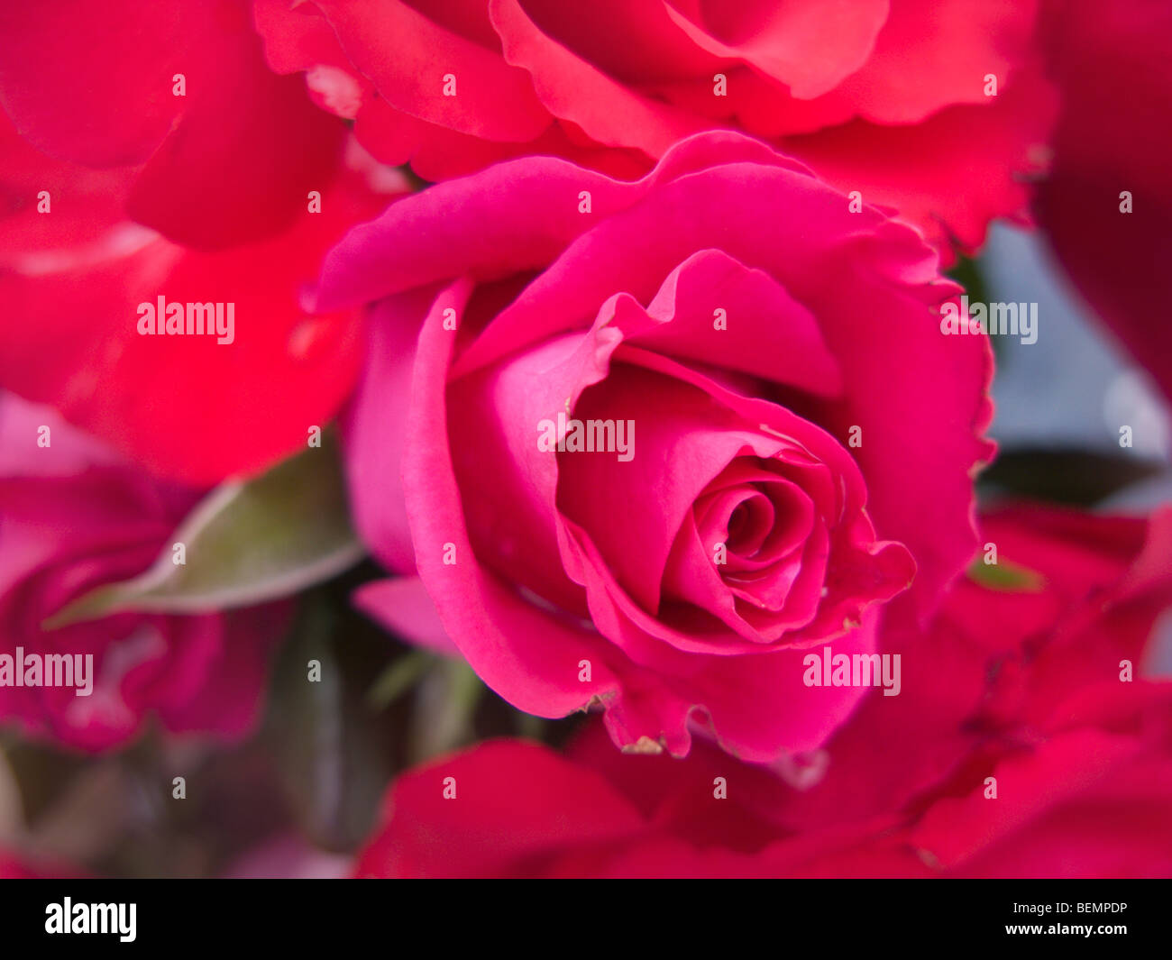 Rose bud shape hi-res stock photography and images - Alamy