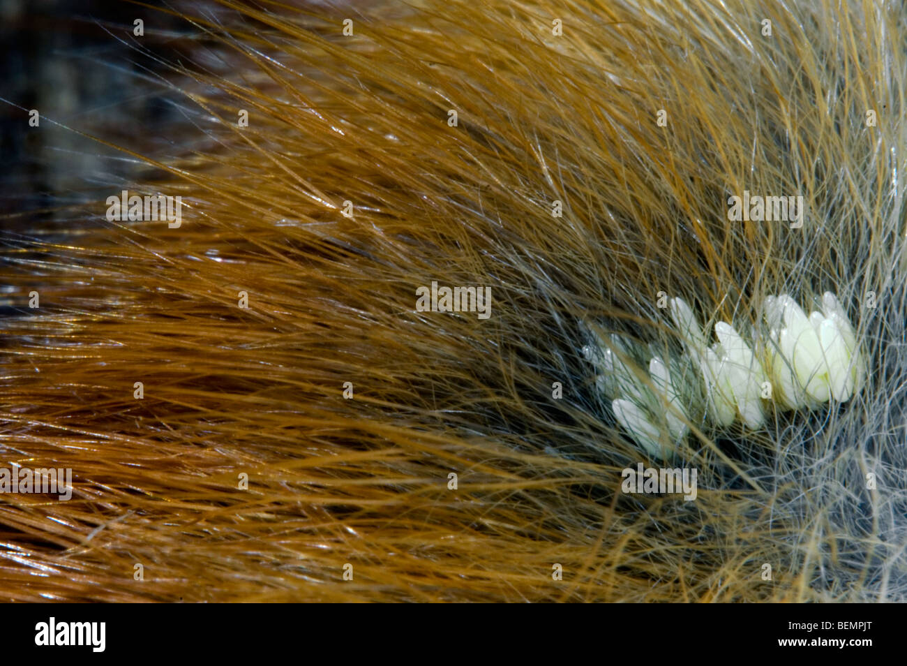 Dead squirrel hi-res stock photography and images - Alamy
