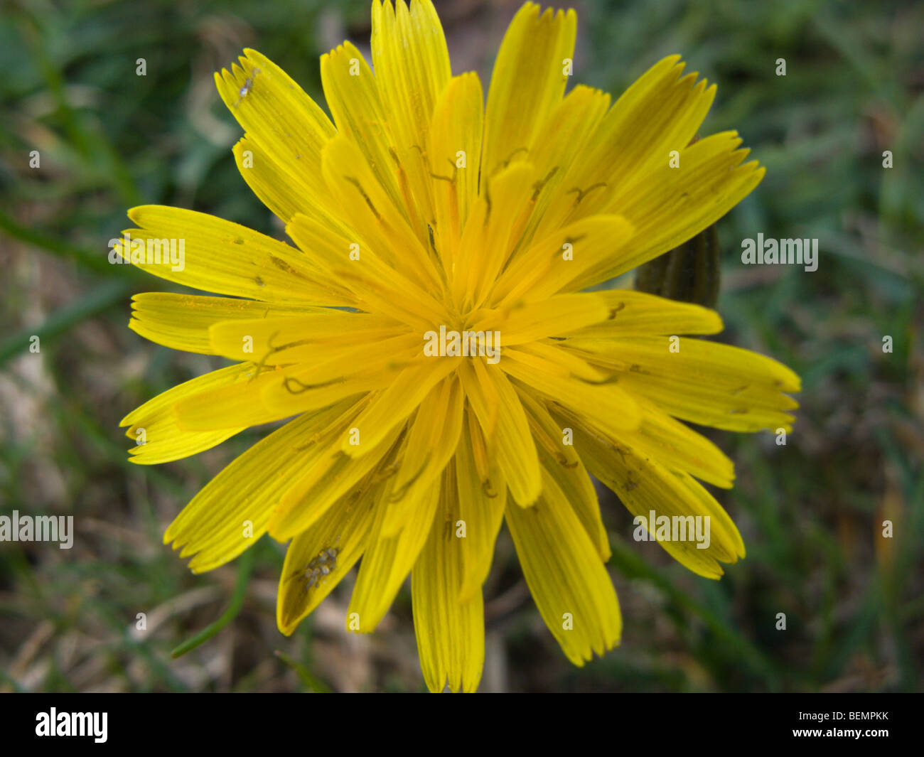 Simple single flower photograph hi-res stock photography and images - Alamy