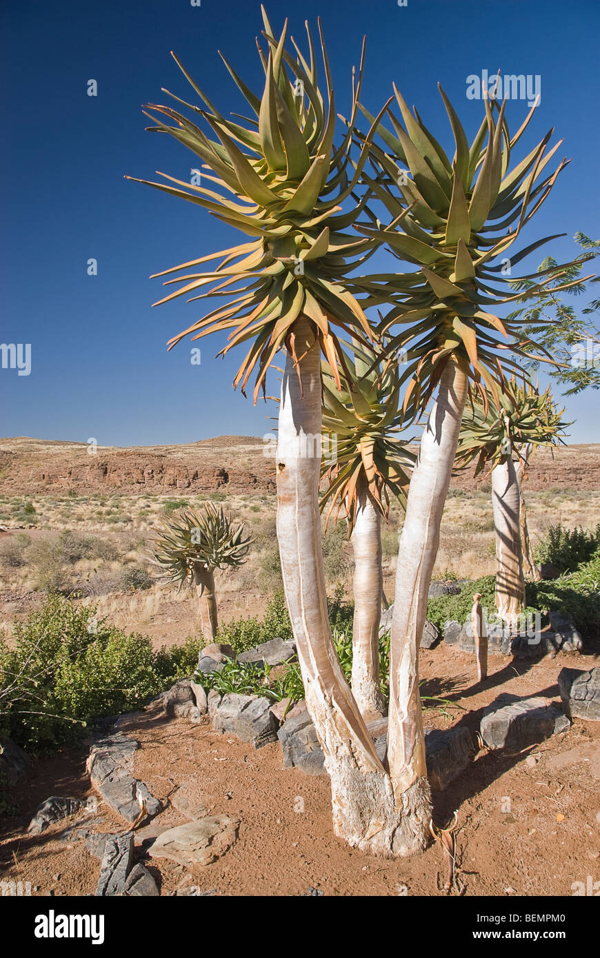 The quiver tree, Fish River Canyon, Namibia, Africa Stock Photo - Alamy