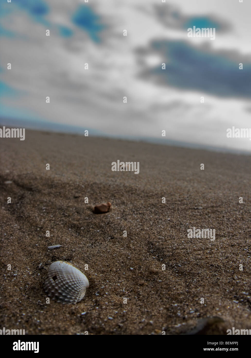 shell in the sand Stock Photo - Alamy