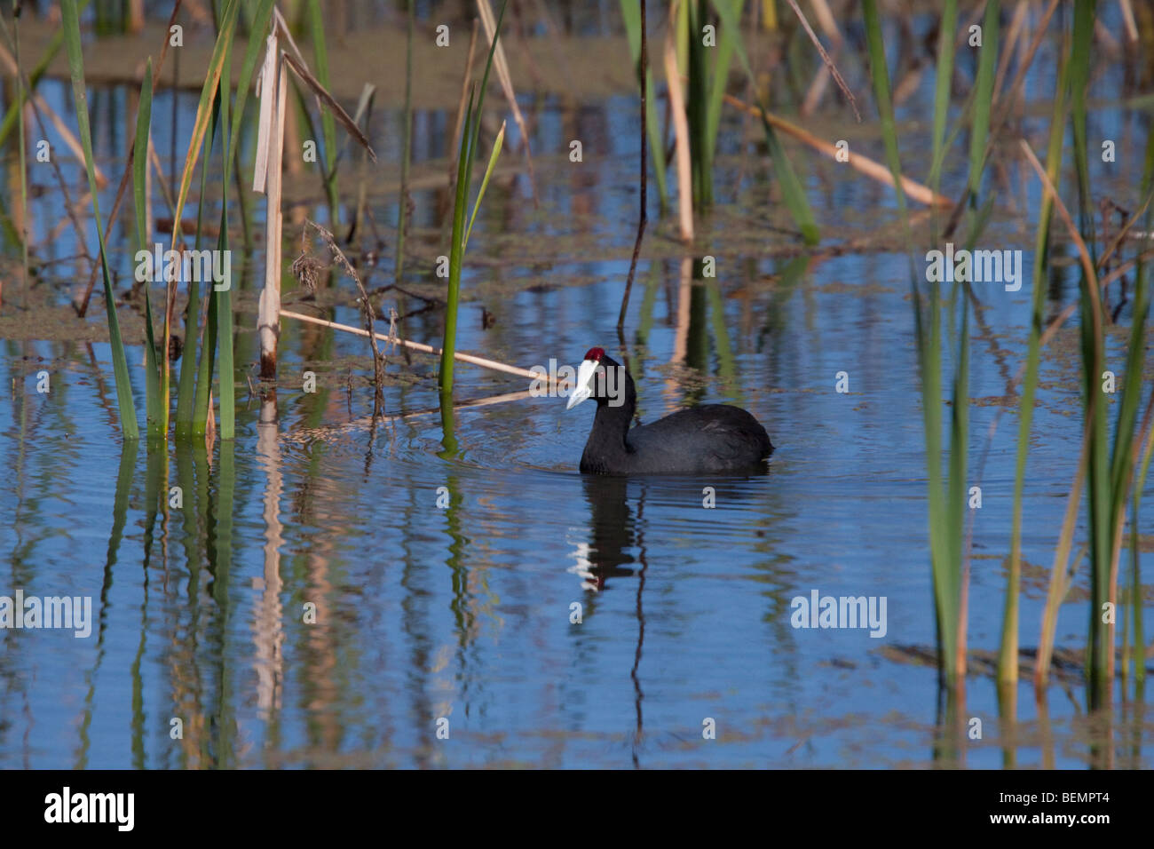 Red-knobbed Coot (Fulica Cristata). Tala Game Reserve, Kwazulu-Natal ...