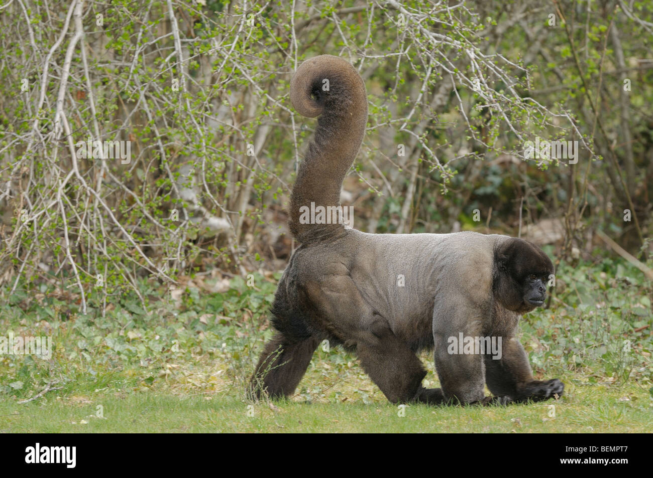 Woolly Monkey Lagothrix lagotricha Male Captive Stock Photo - Alamy