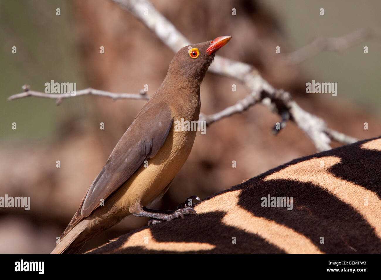 Oxpecker zebra hi-res stock photography and images - Alamy