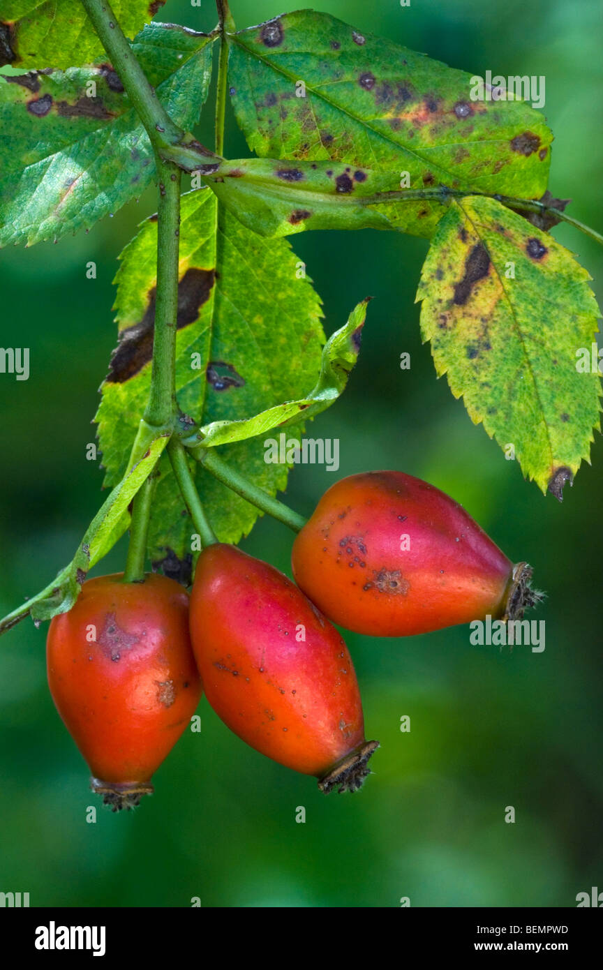 Dog rose (Rosa canina) hips , Belgium Stock Photo - Alamy