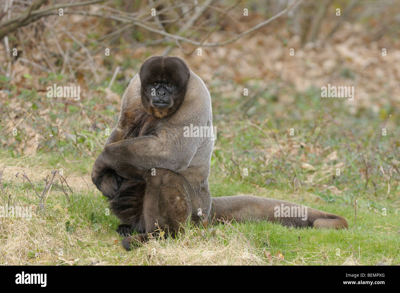 Woolly Monkey Lagothrix lagotricha Male Captive Stock Photo - Alamy