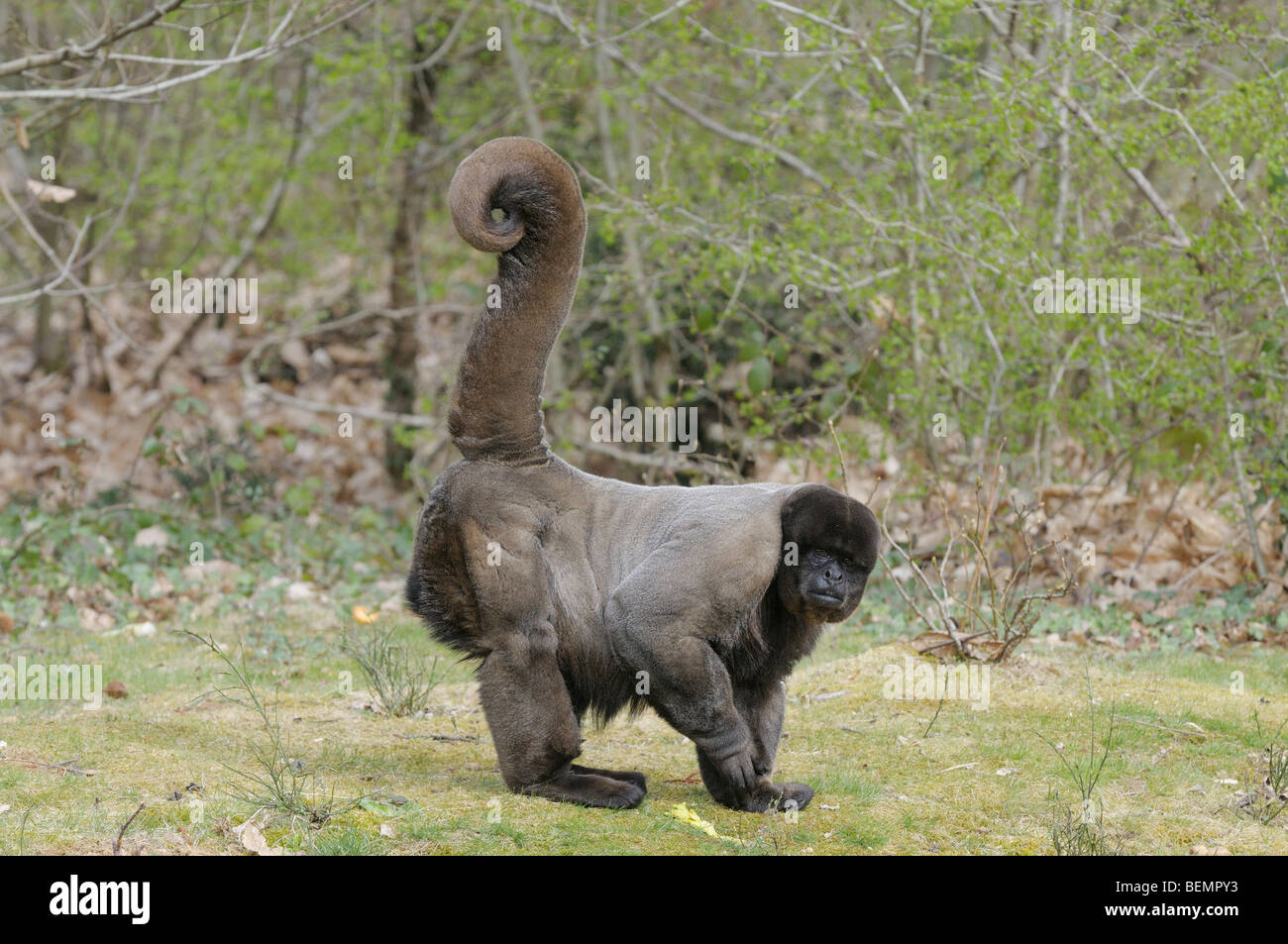Woolly monkey lagothrix lagotricha male captive hi-res stock ...