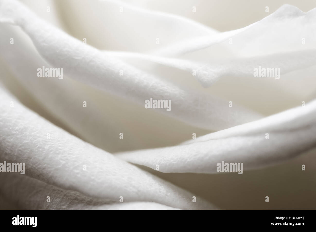 White rosebud hi-res stock photography and images - Alamy