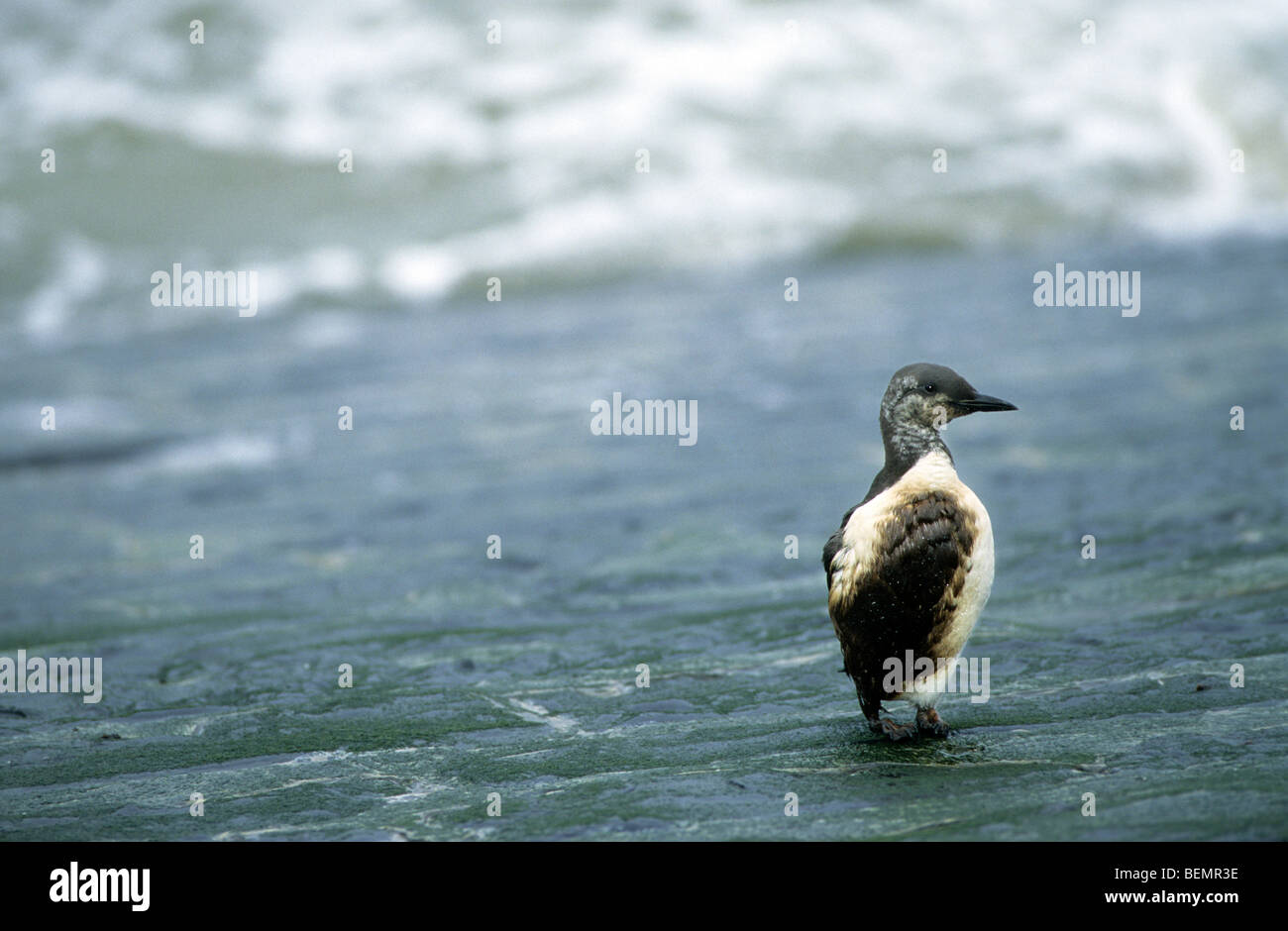 Common Murre / Common Guillemot (Uria aalge) seabird covered in oil ...