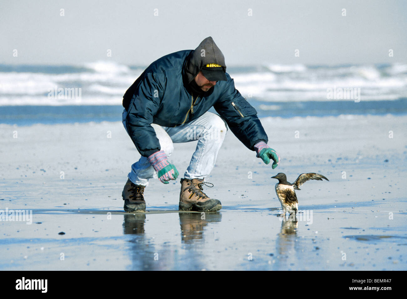Bird covered in oil spill hi-res stock photography and images - Alamy