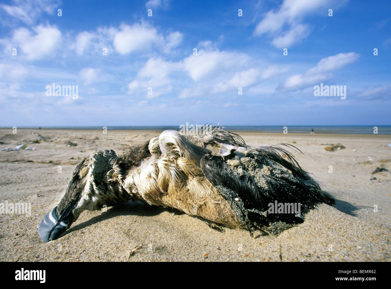 Oil spill uk hi-res stock photography and images - Alamy