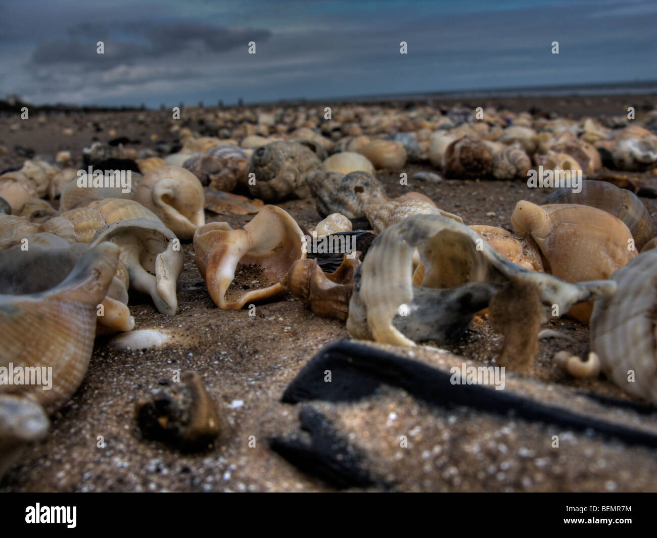 shell sea side Stock Photo - Alamy