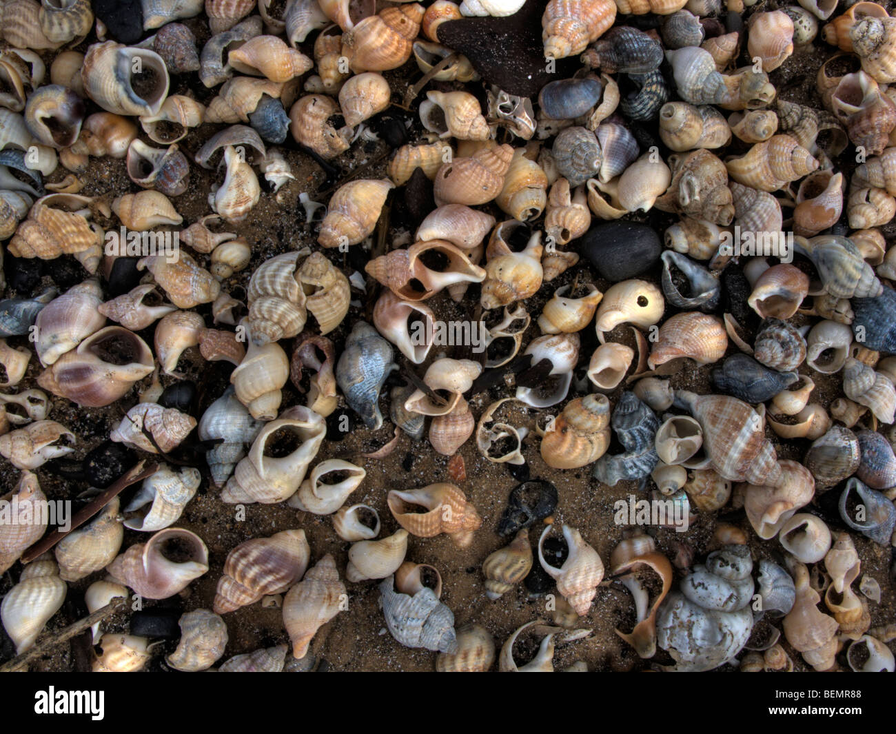 Countless shells hi-res stock photography and images - Alamy
