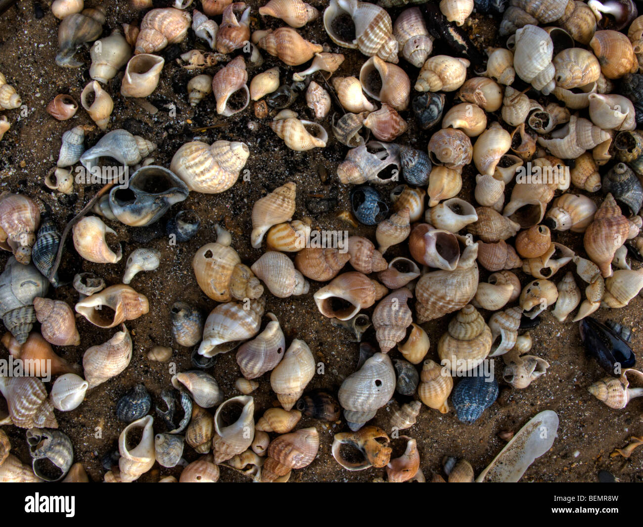 Countless shells hi-res stock photography and images - Alamy