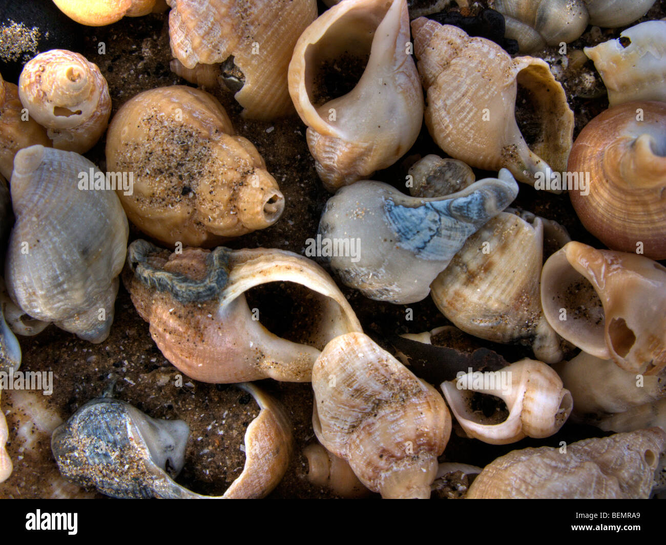 Shells icon hi-res stock photography and images - Alamy