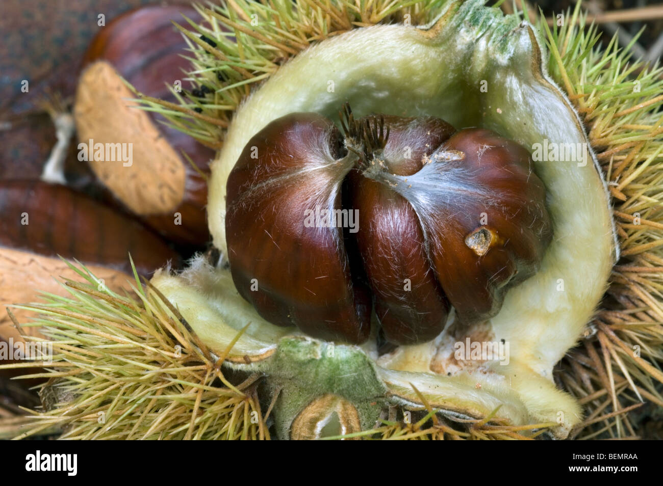 Spiny husk hi-res stock photography and images - Alamy