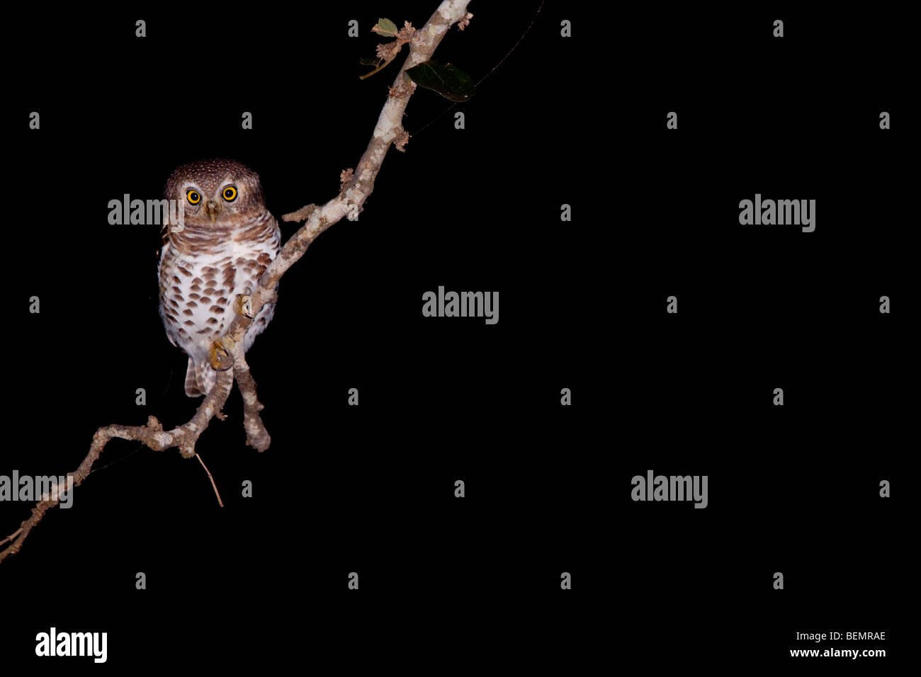 African Barred Owlet (Glaucidium Capense). At night. Balule Private ...