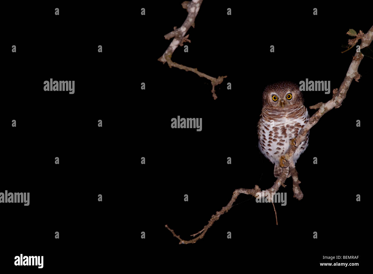 African Barred Owlet (Glaucidium Capense). At night. Balule Private ...