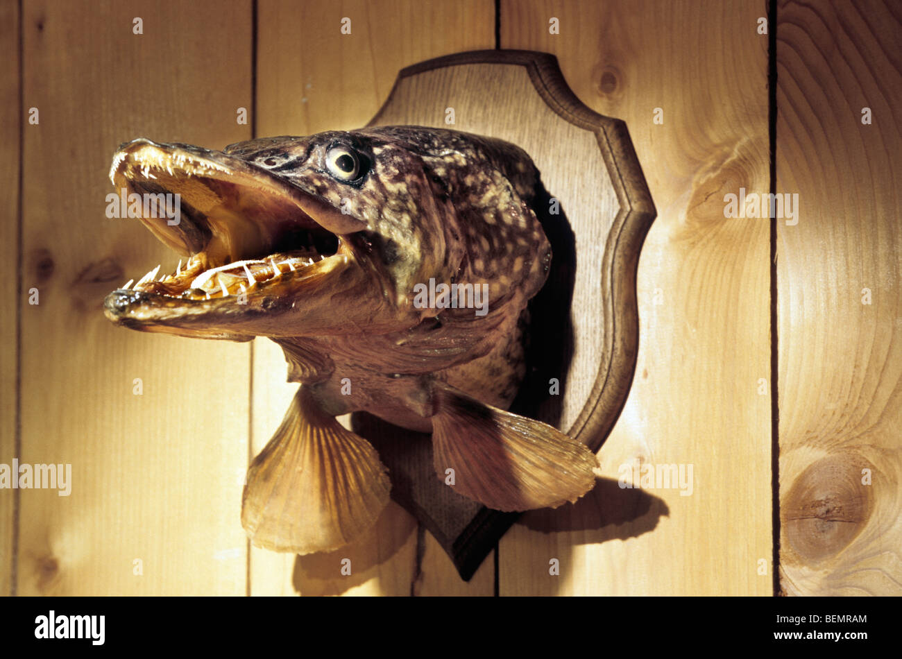 Dead pike hi-res stock photography and images - Alamy