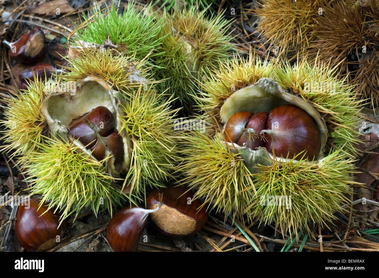 Spiny cupules and chestnuts of the sweet chestnut tree / marron ...