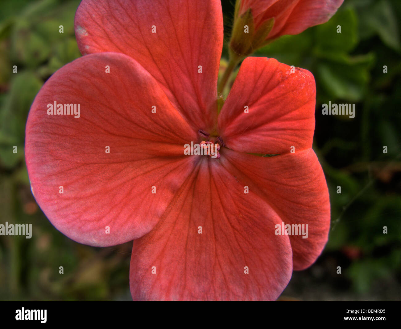 Simple single flower photograph hi-res stock photography and images - Alamy