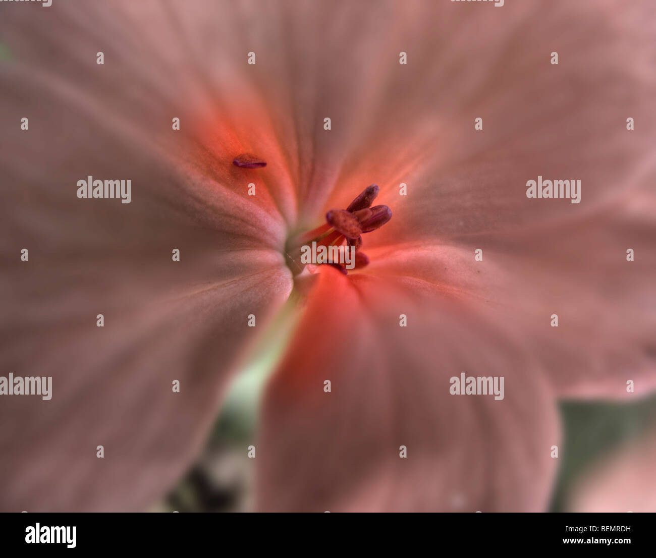 Simple single flower photograph hi-res stock photography and images - Alamy