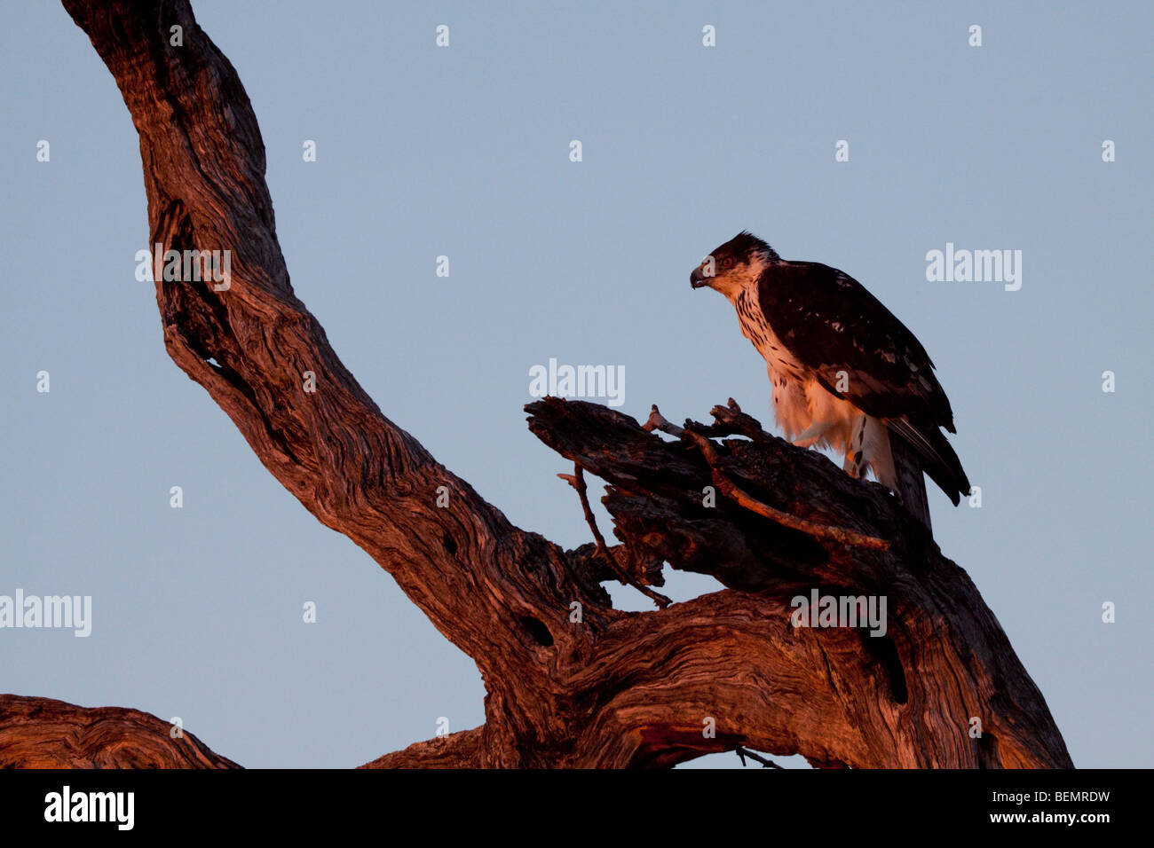Crowned Hawk-eagle (Stephanoaetus Coronatus). Balule Private Nature ...