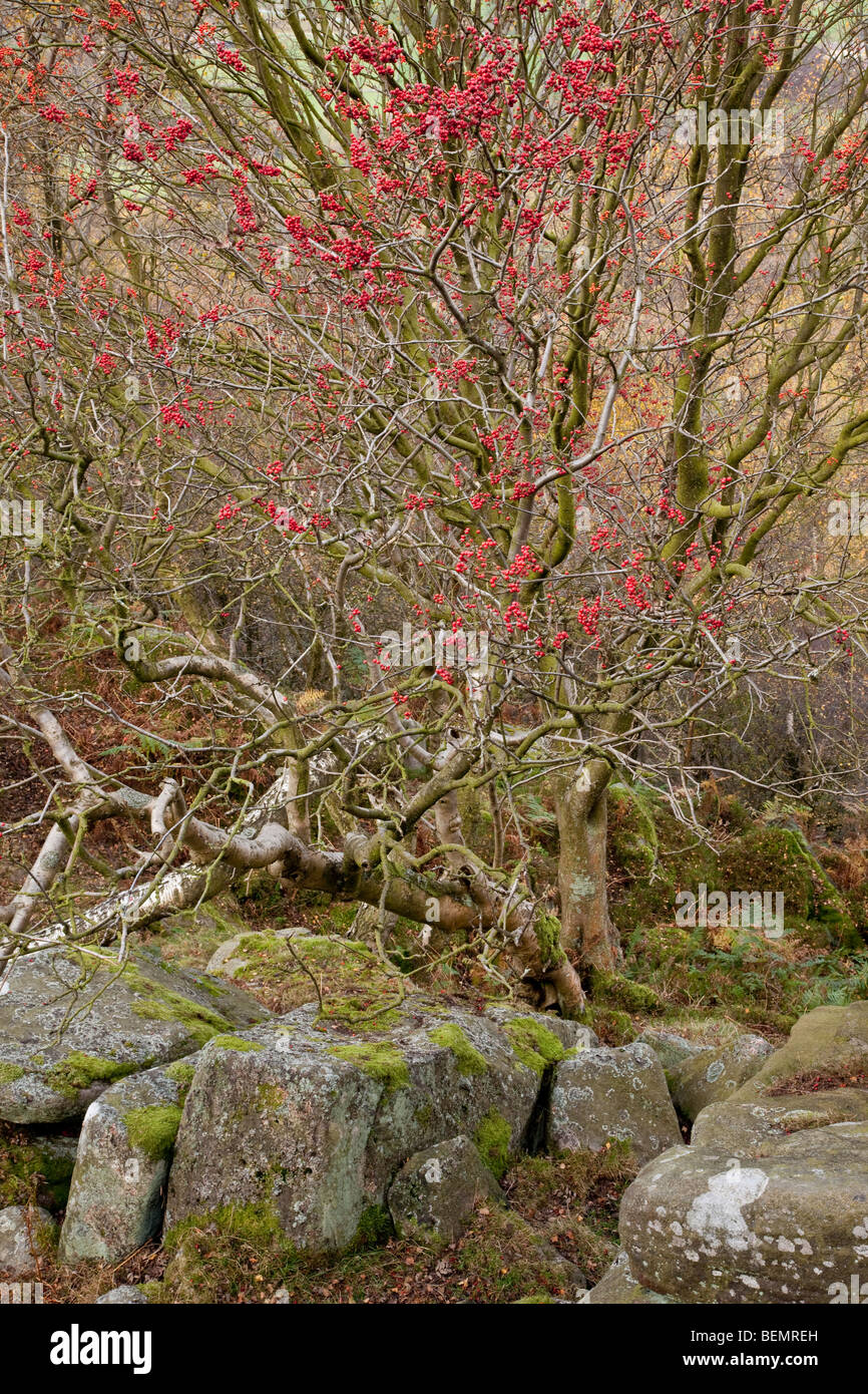Rowan, Sorbus aucuparia, October. Froggatt Edge, Derbyshire Stock Photo ...