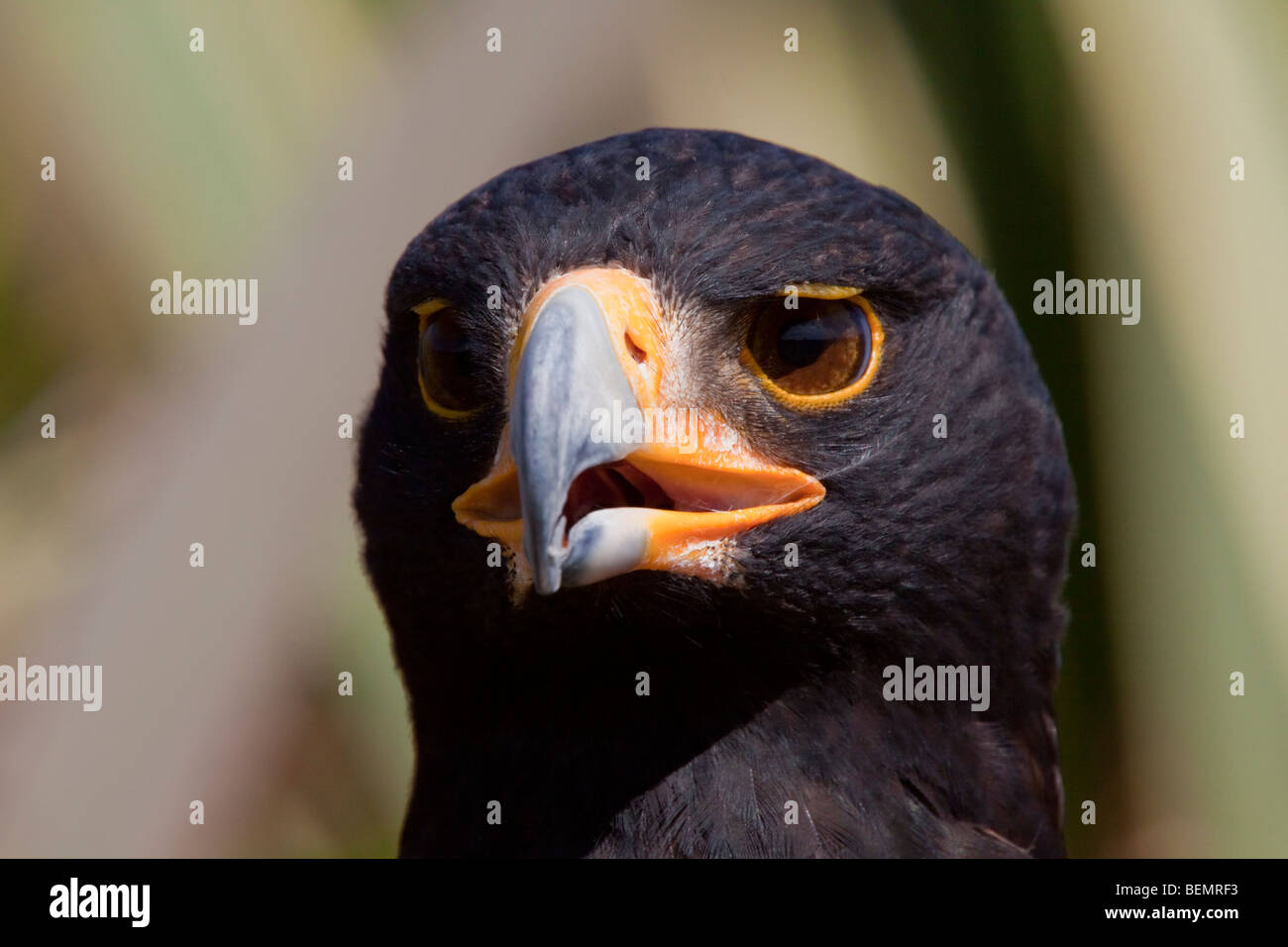 African black eagle hi-res stock photography and images - Alamy