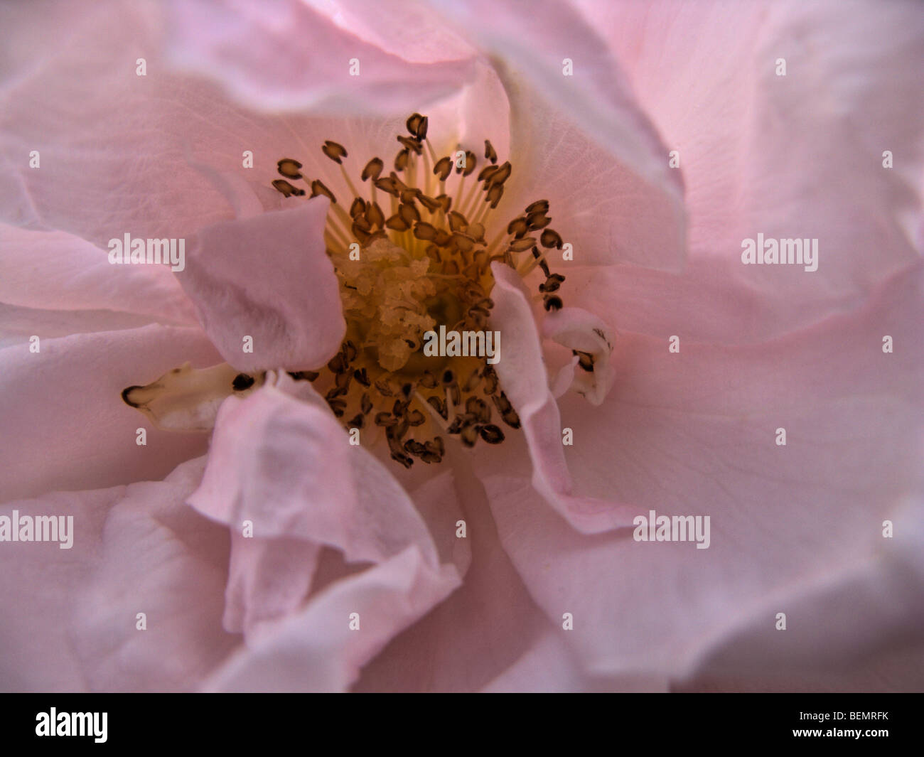 Simple single flower photograph hi-res stock photography and images - Alamy