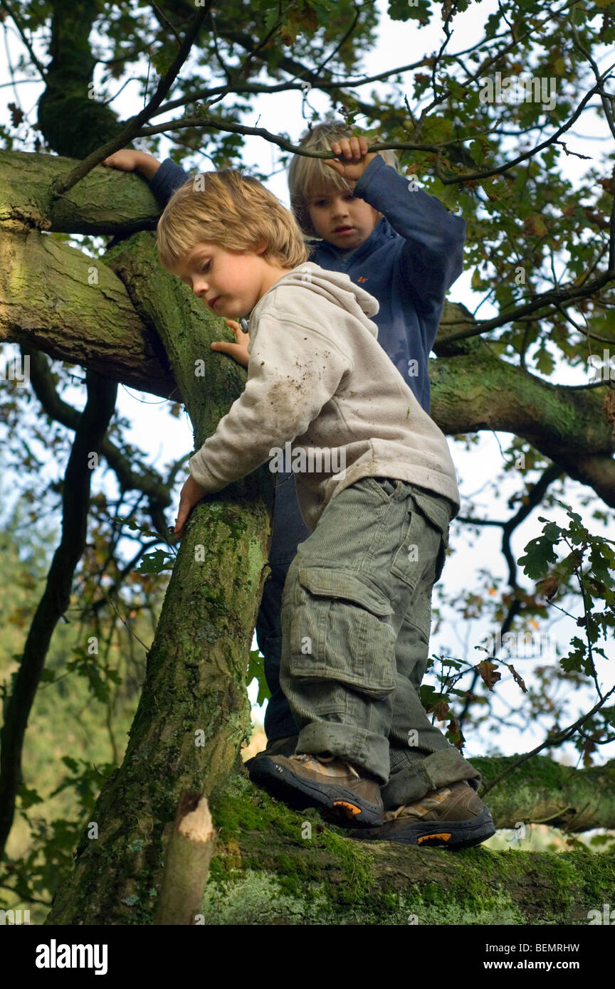 Children climbing tree in forest, Belgium Stock Photo - Alamy