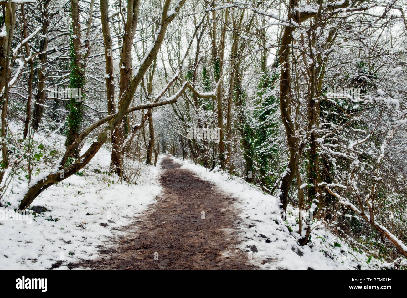 Snow scene of tree lined path with slushy, melted snow in Willsbridge ...