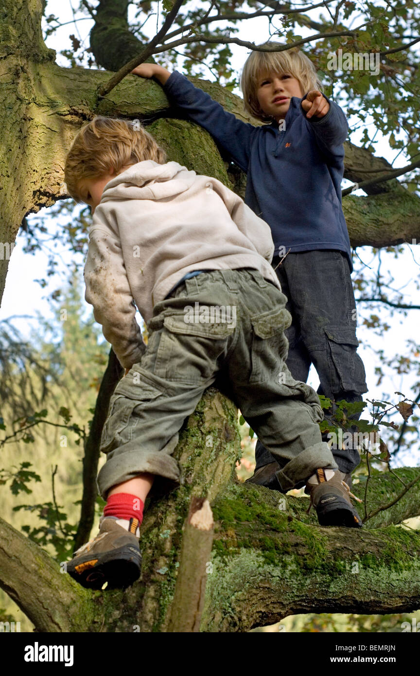 Children climbing tree in forest, Belgium Stock Photo - Alamy