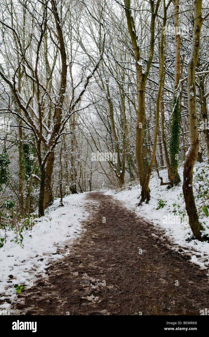Winter scene uk snow trees path hi-res stock photography and images - Alamy