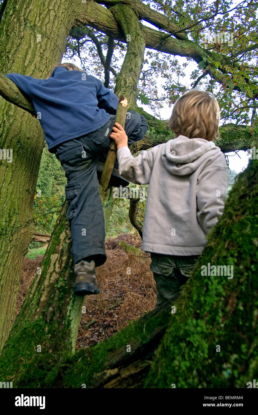 Children climbing tree in forest, Belgium Stock Photo - Alamy