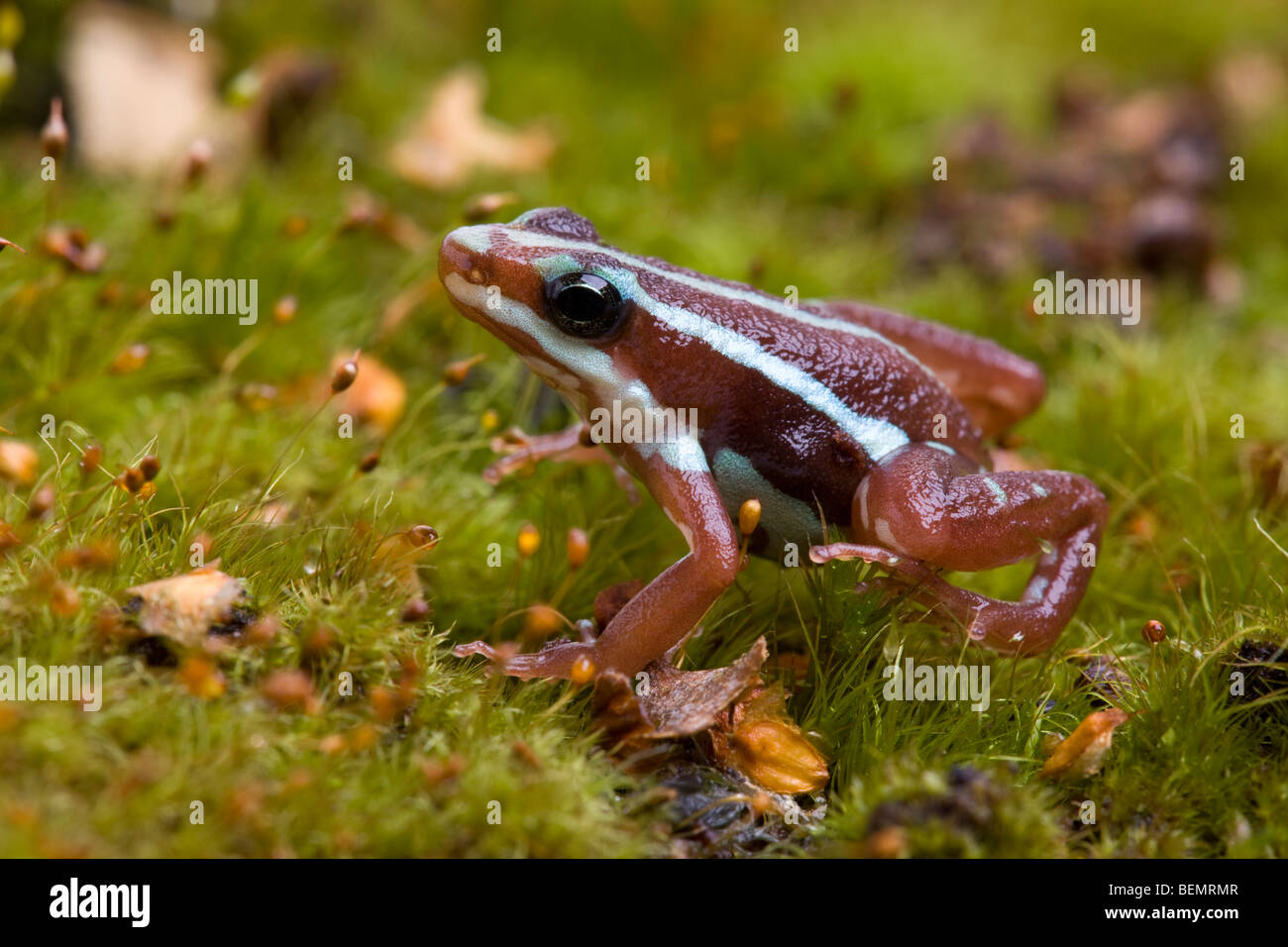 Phantasmal Poison Frogs High Resolution Stock Photography and Images ...