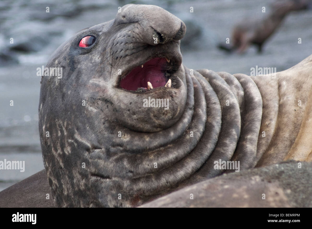 Sea Elephants With Tusks