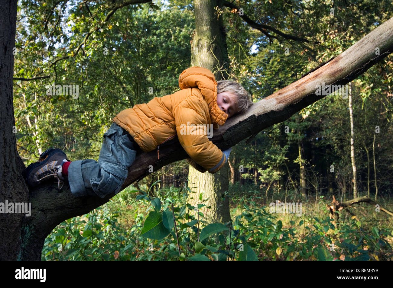 Child climbing tree and hugging tree branch in forest Stock Photo - Alamy