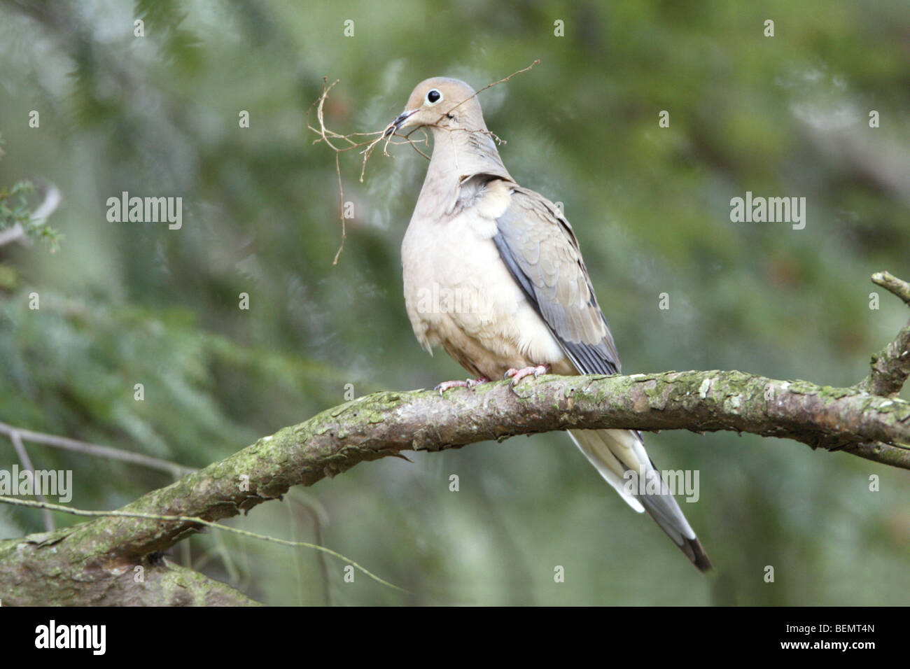 Dove nest hi-res stock photography and images - Alamy