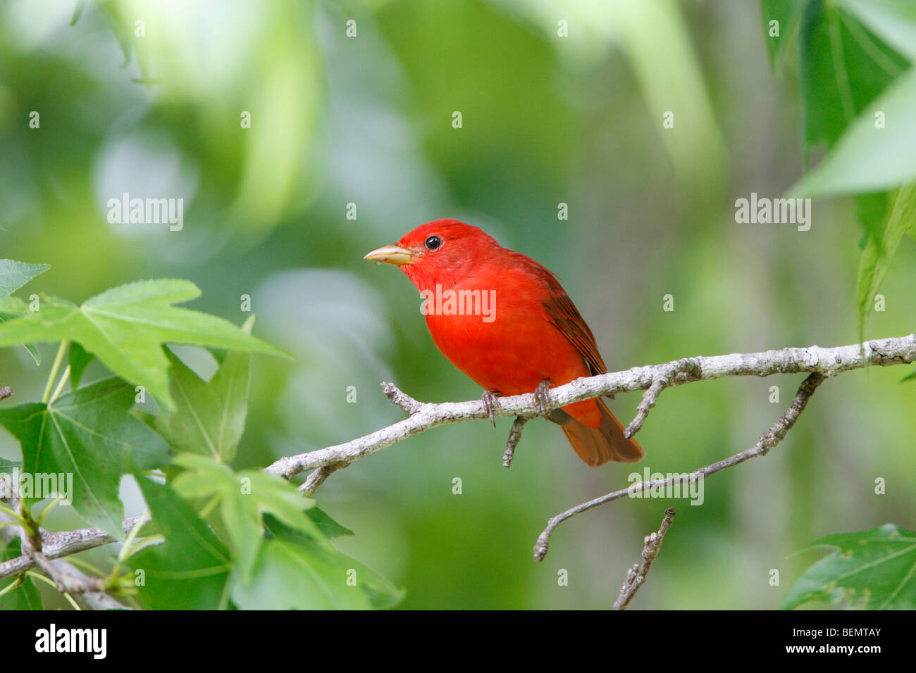 Tanager birds hi-res stock photography and images - Alamy