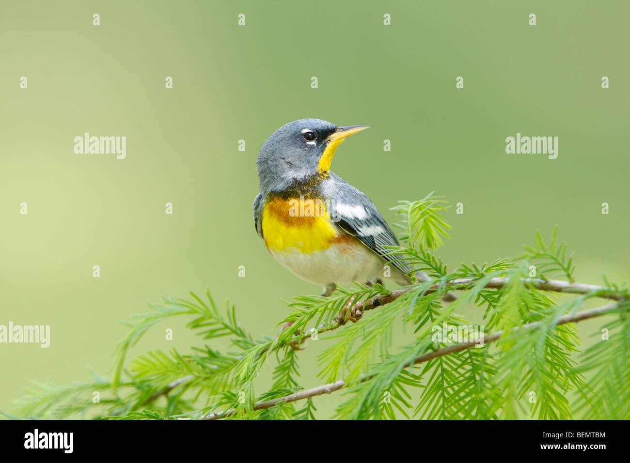 Northern Parula Warbler Stock Photo - Alamy