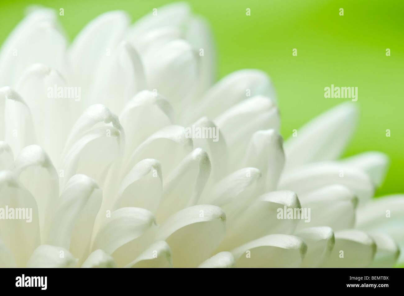 Soft white chrysanthemum hi-res stock photography and images - Alamy